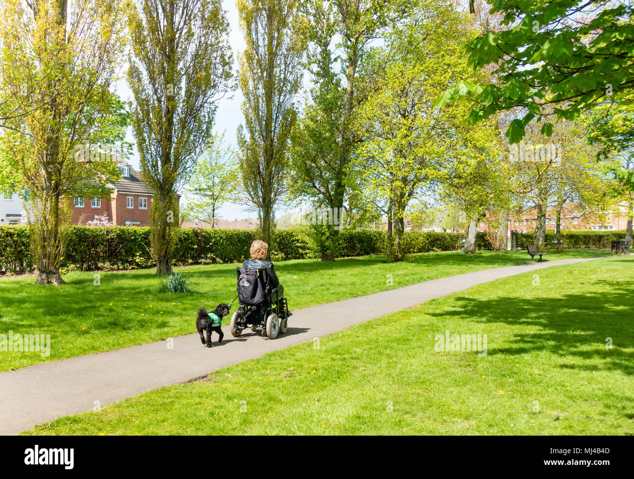 Wheelchair user walking dog in public park. UK Stock Photo - Alamy