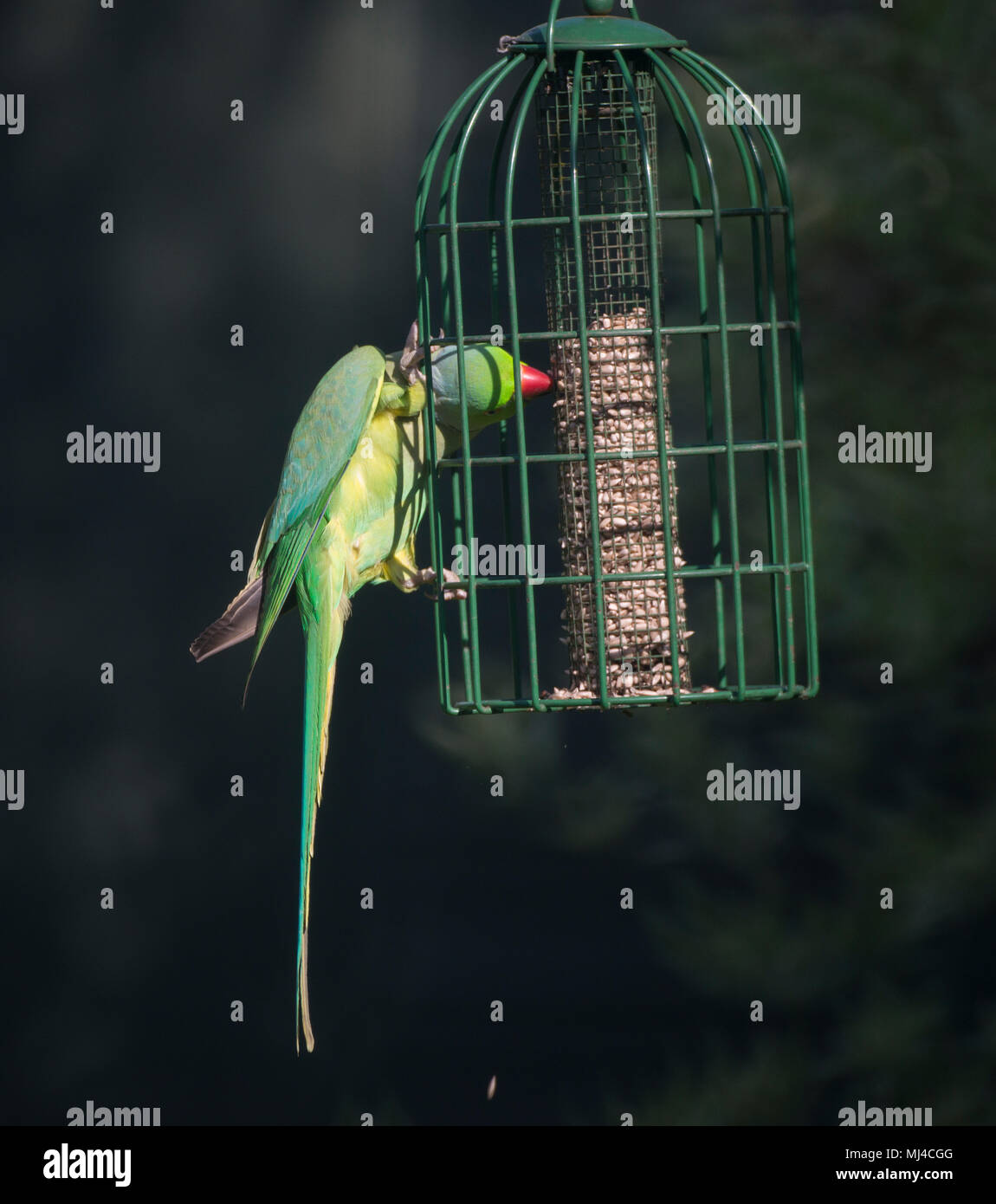 Wimbledon, London, UK. 4 May, 2018. A Ring Necked Parakeet, Britain’s ...