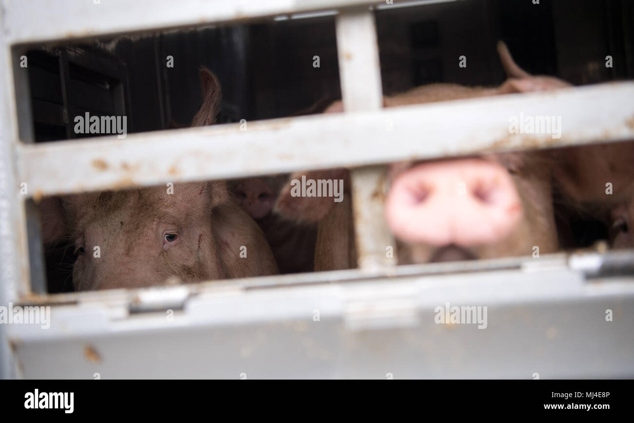 Pig transporters hi-res stock photography and images - Alamy