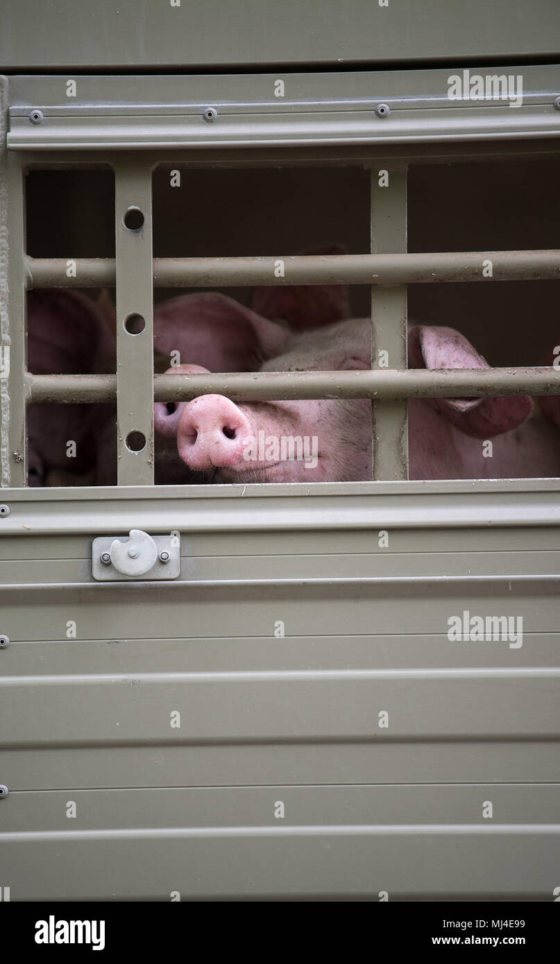Pig transporters hi-res stock photography and images - Alamy