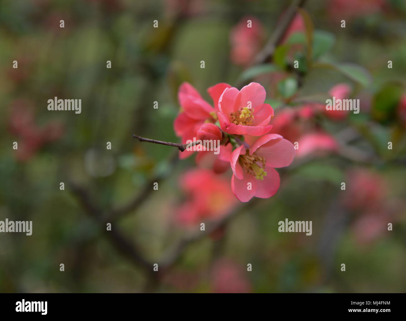 Vrtna cvetlica majhen cvet hi-res stock photography and images - Alamy