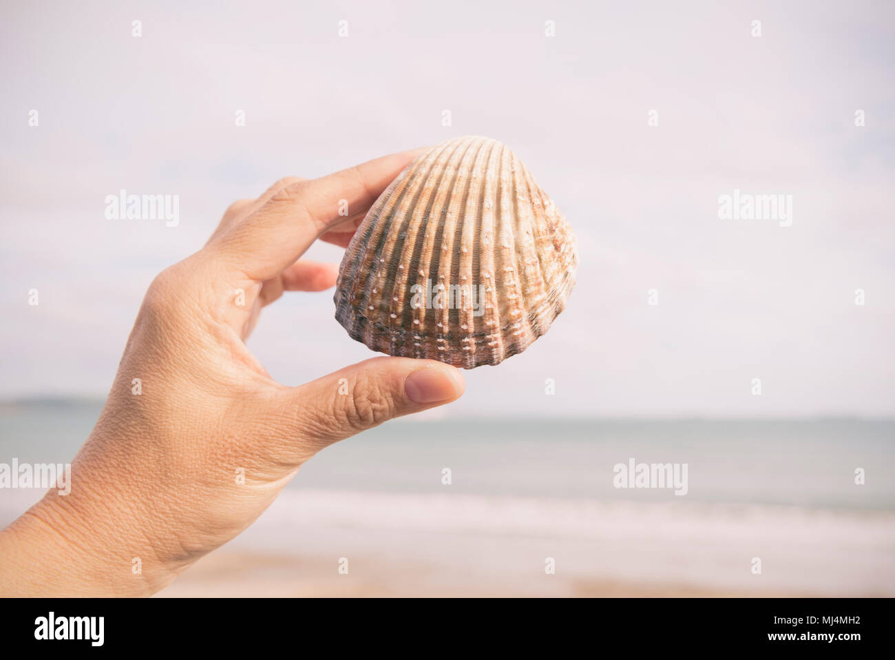 Hand holding a seashell Stock Photo - Alamy