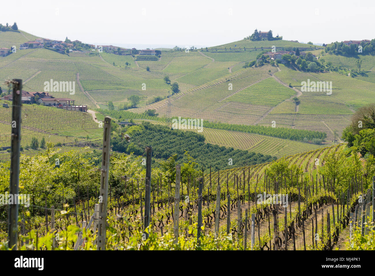 Beautiful Italian landscape. Vineyards from Langhe region,Italy ...