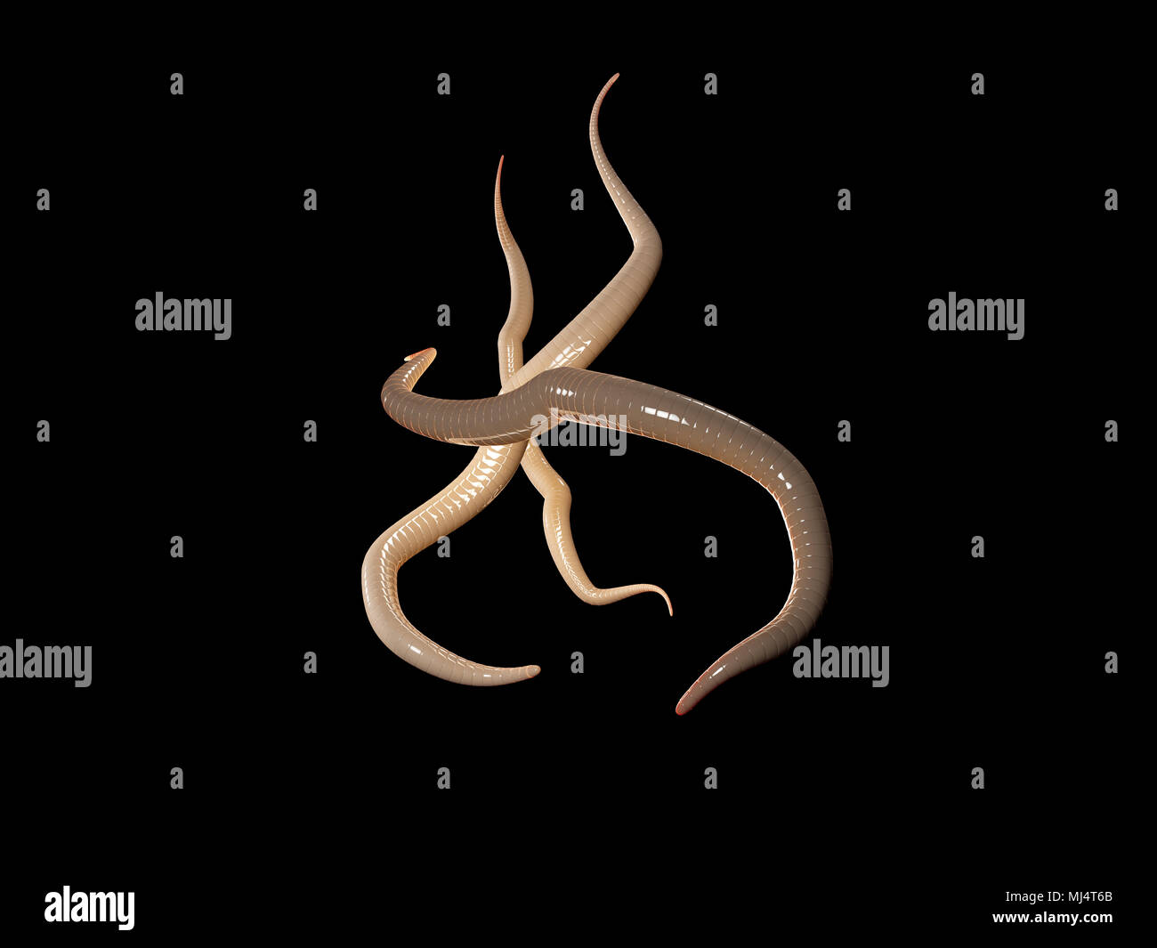Ascaris lumbricoides human roundworm hi-res stock photography and ...