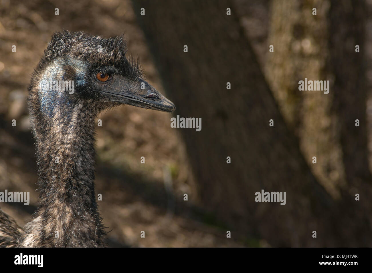 Emu eyes hi-res stock photography and images - Alamy