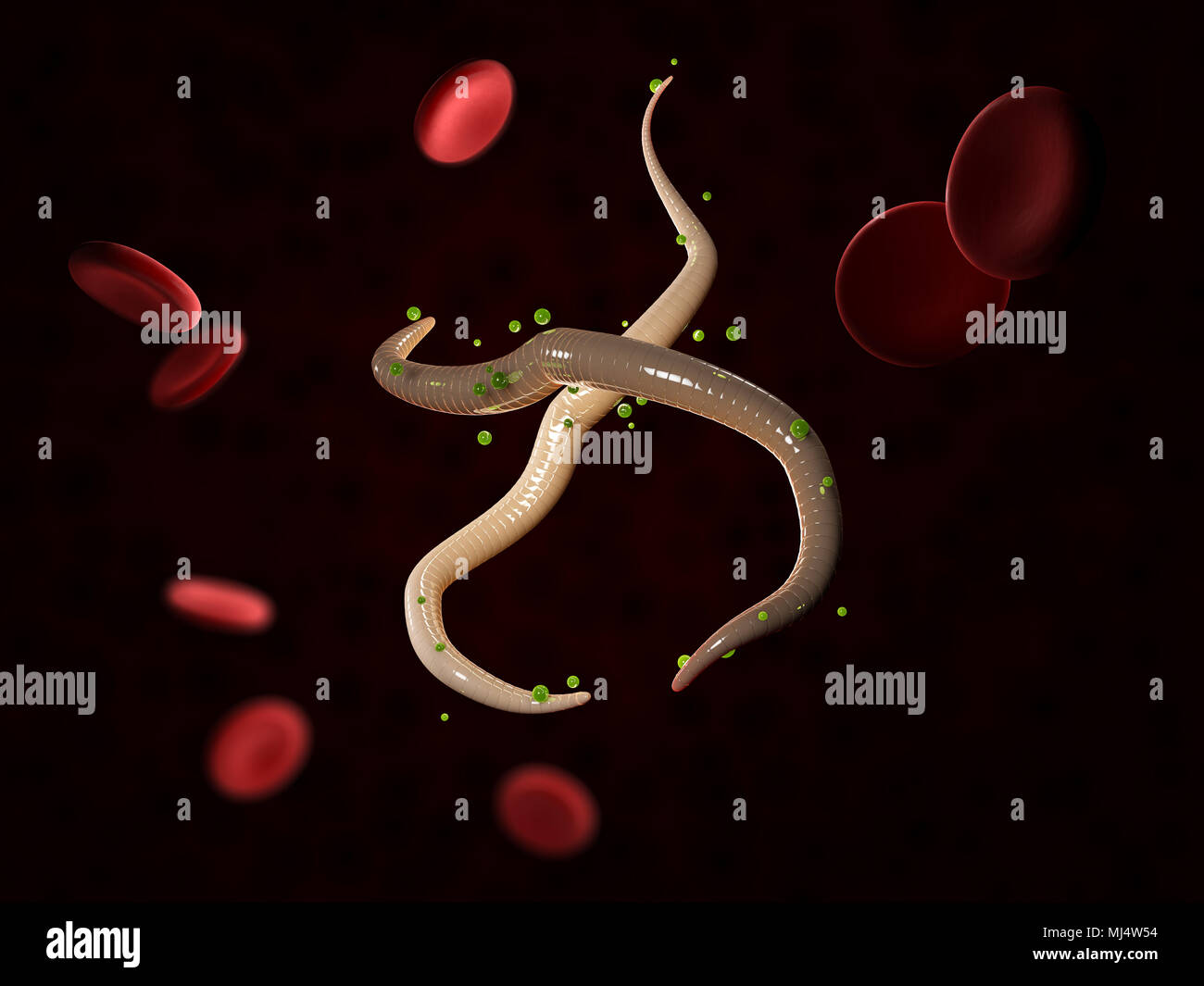 Human tapeworm hi-res stock photography and images - Alamy