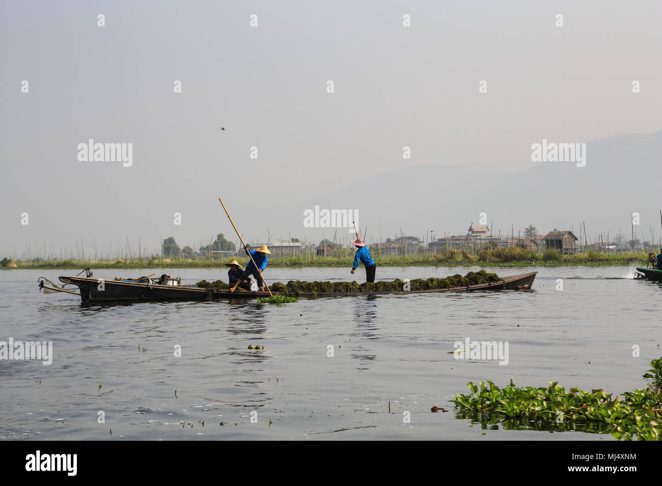 Local villagers are harvesting aquatic plants from the waters of Inle ...