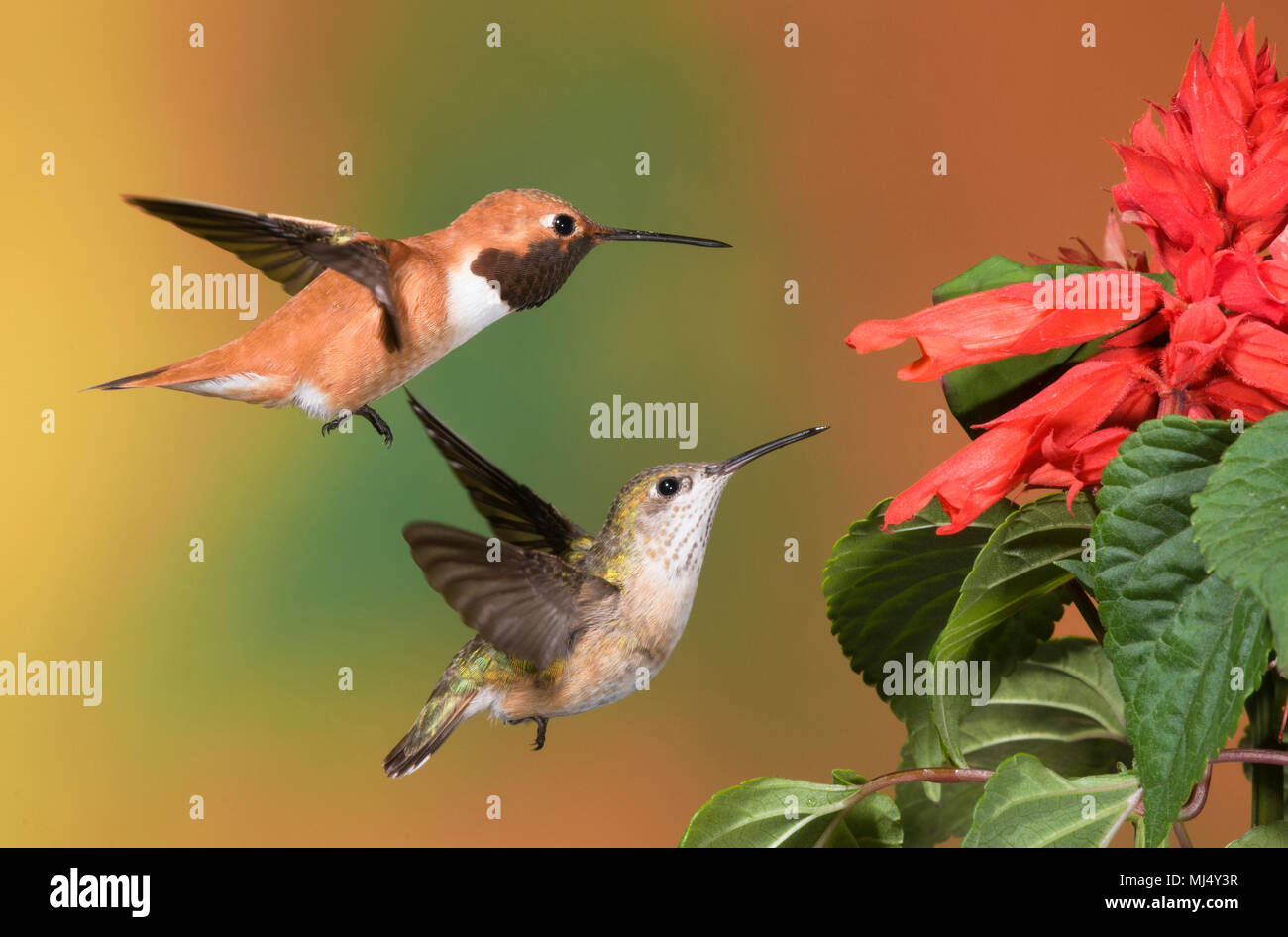 Male and female hummingbirds hi-res stock photography and images - Alamy