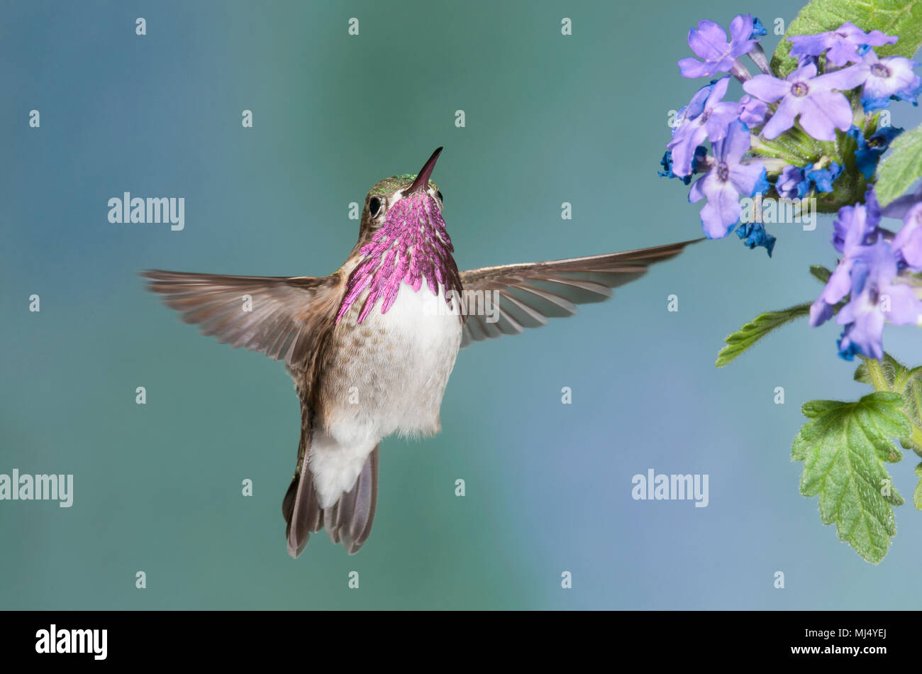 Calliope hummingbirds hi-res stock photography and images - Alamy