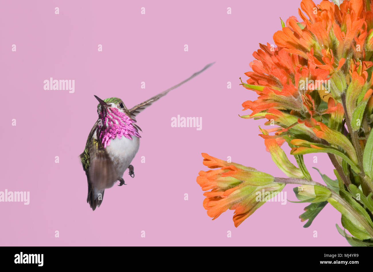 Calliope hummingbird hi-res stock photography and images - Alamy