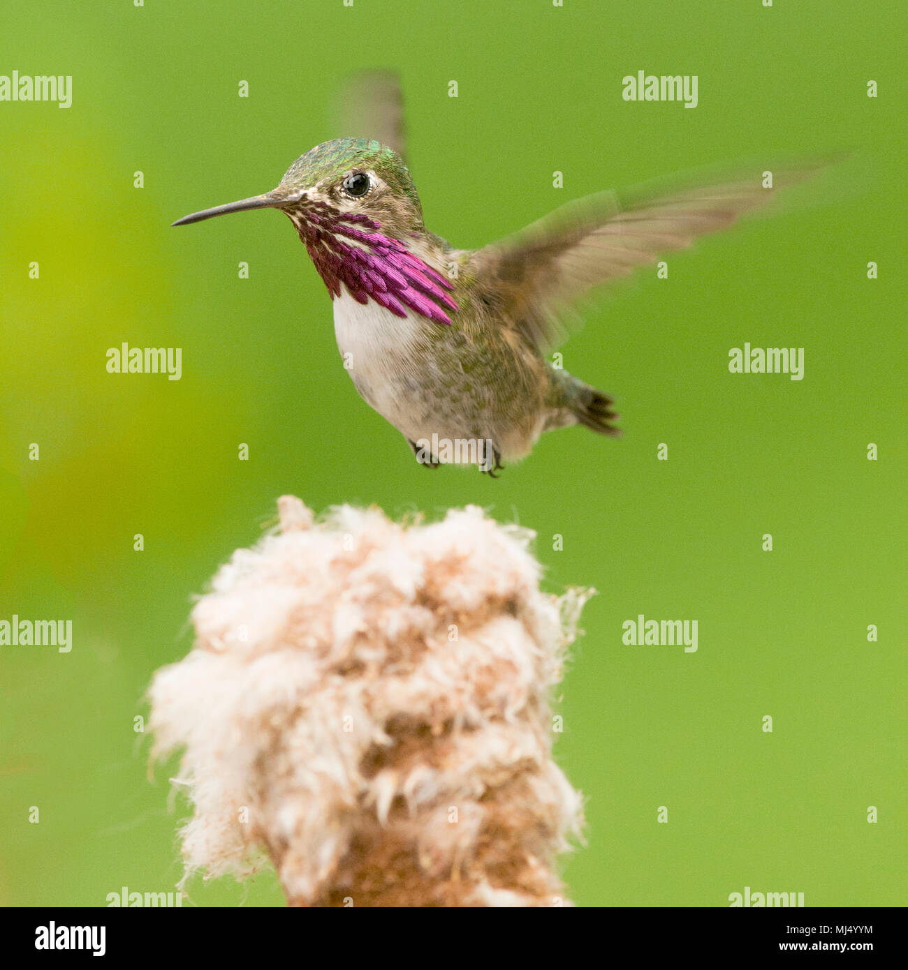 Calliope hummingbirds hi-res stock photography and images - Alamy