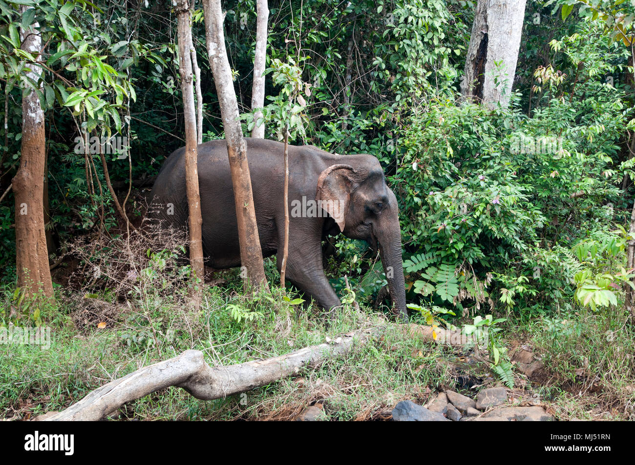 Sen Monorom Cambodia, Asiatic elephant walking through forest Stock ...
