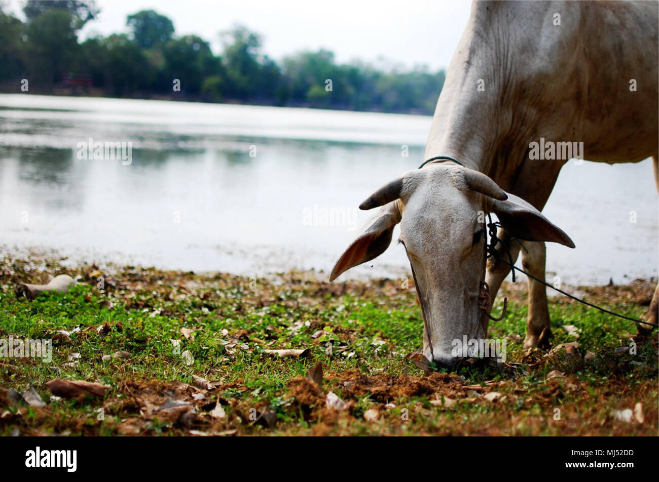 Cow is eating grass for his lunch in Cambodia Stock Photo - Alamy