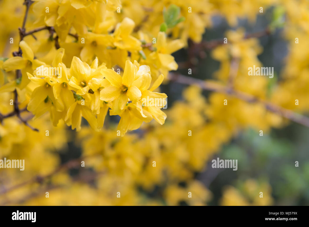 Yellow forsythia flowers blooming in springtime close-up Stock Photo ...