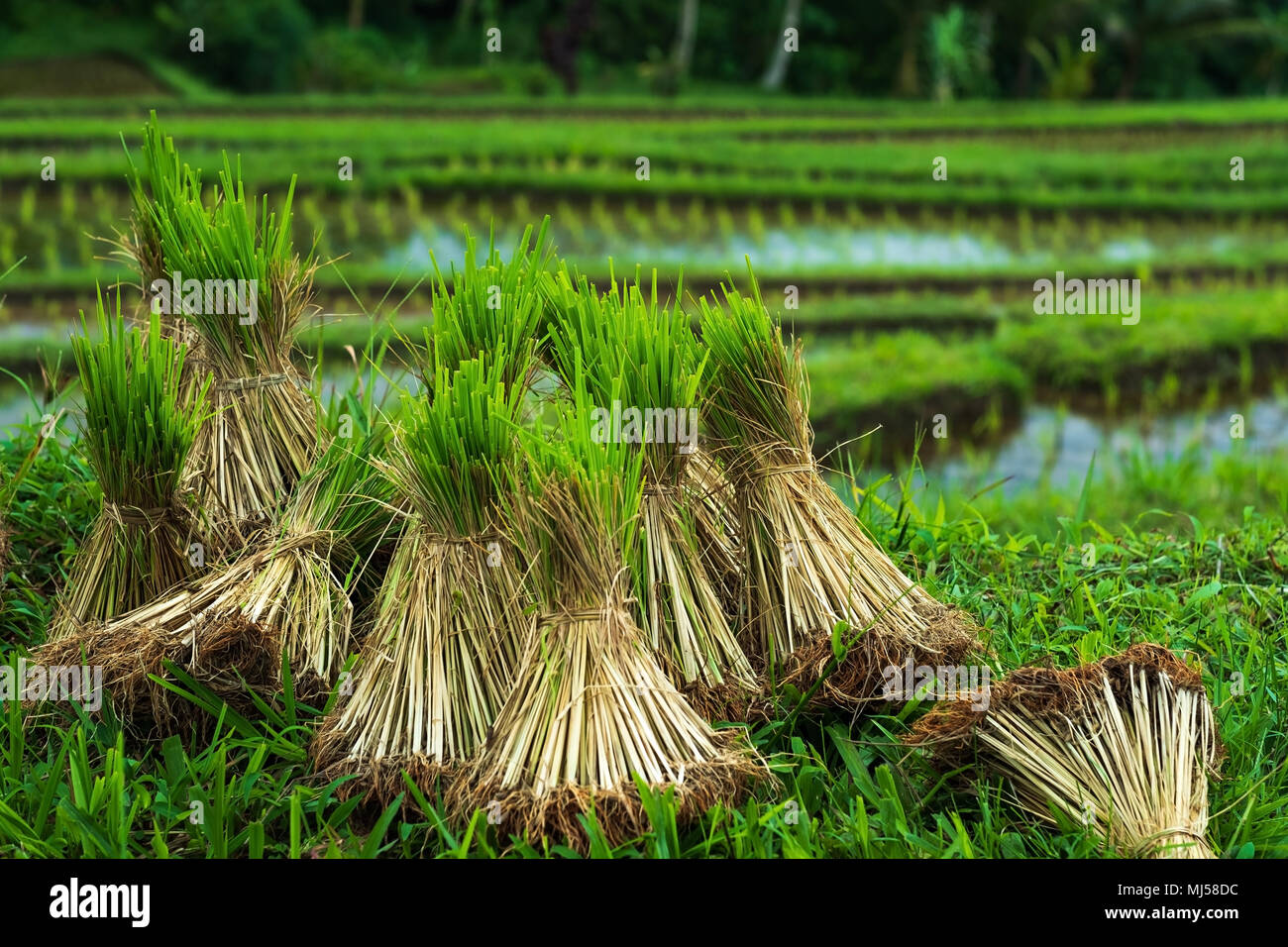 Images Of Rice Plant