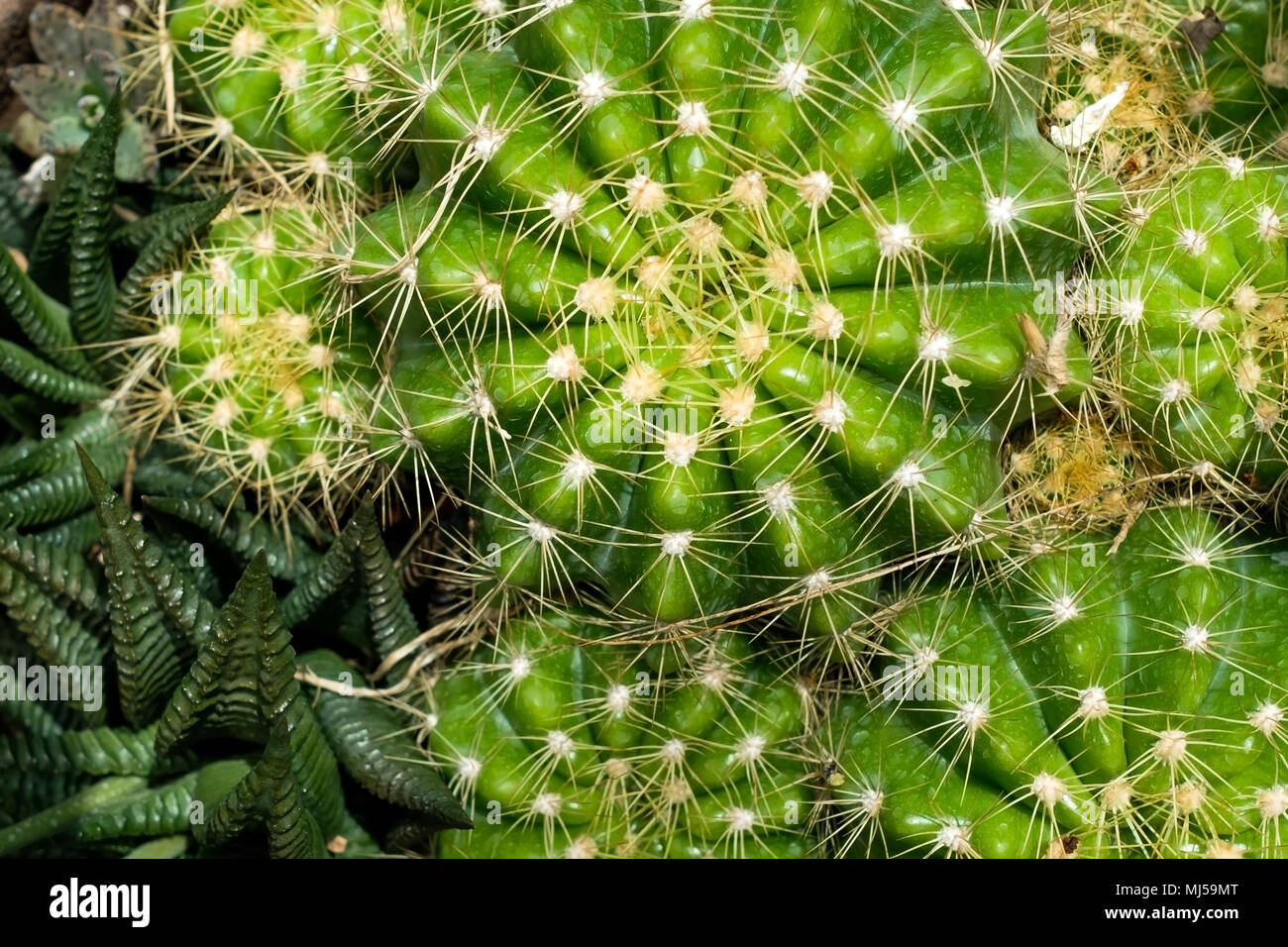 Top of cactus hi-res stock photography and images - Alamy