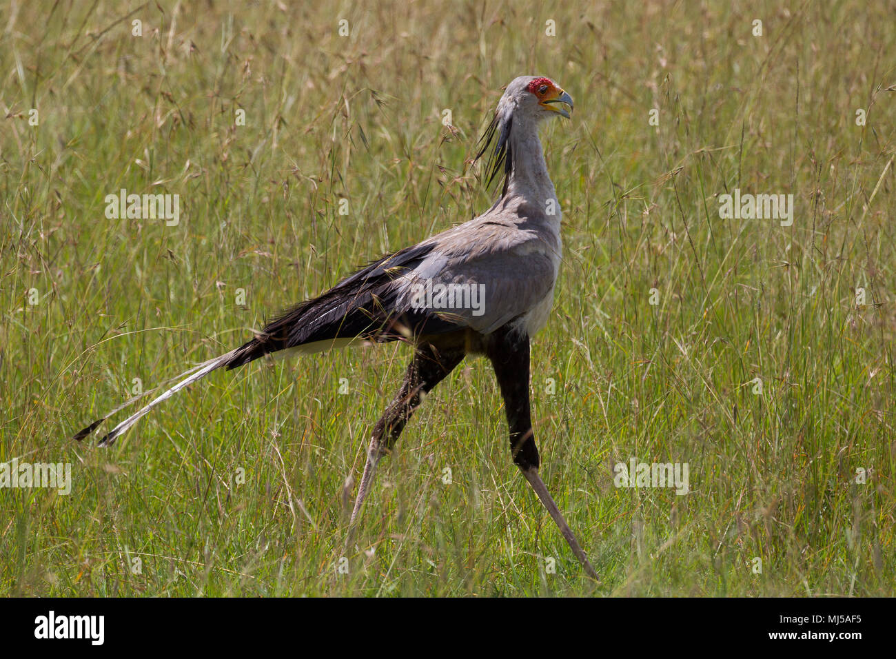 A Secretary Bird walking in the tall grass Stock Photo - Alamy