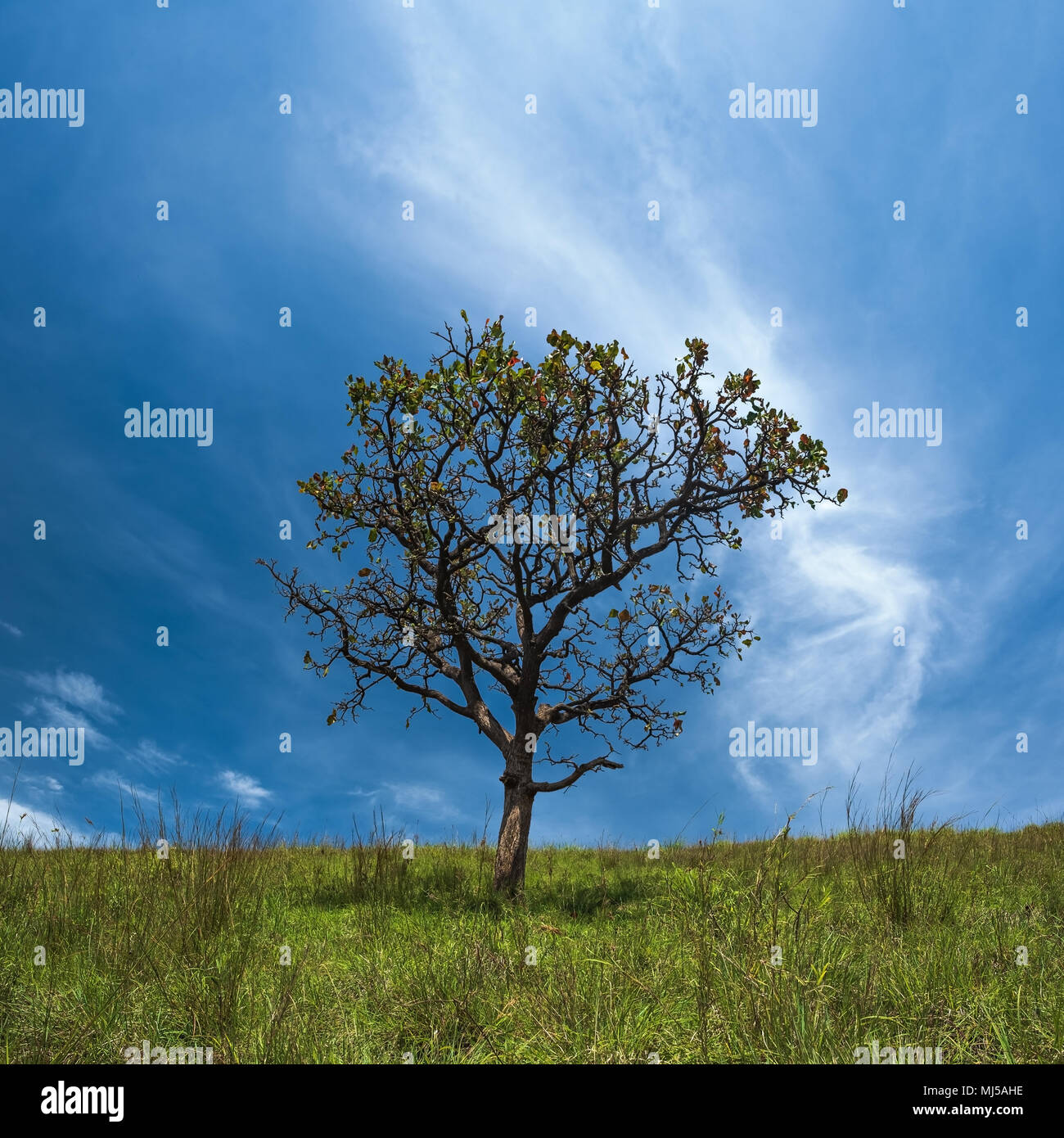 solitary tree on grassy field and blue sky with clouds in the ...