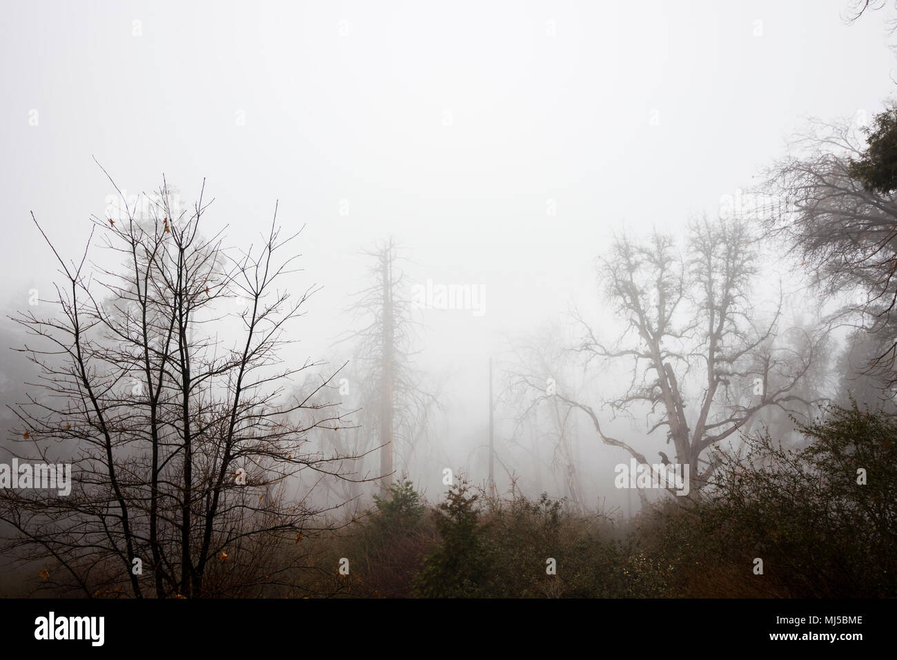 Bold trees hi-res stock photography and images - Alamy