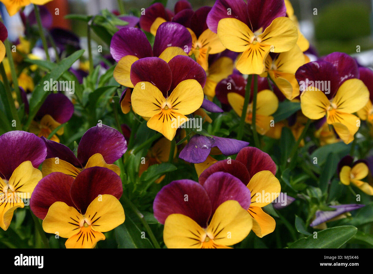 The garden pansy is a type of large-flowered hybrid plant cultivated as ...