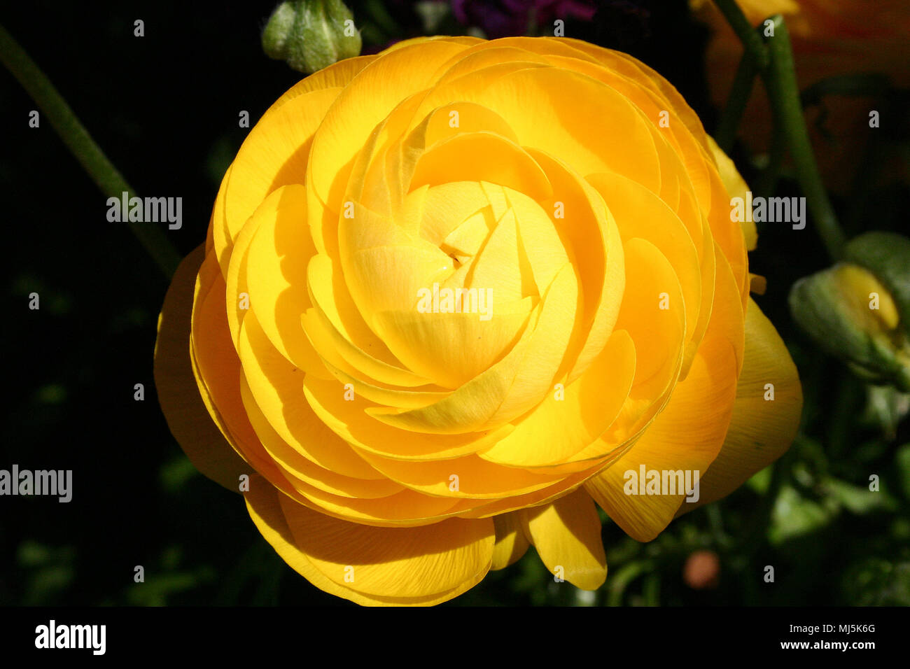 Yellow bulbs flowers hi-res stock photography and images - Alamy