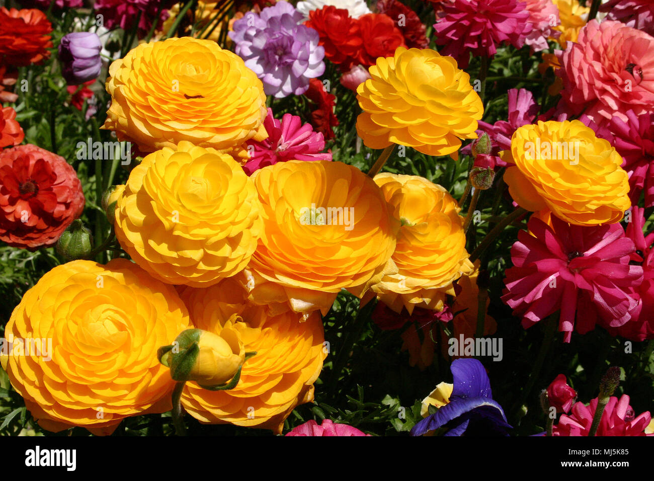GARDEN BED OF BEAUTIFUL RANUNCULUS FLOWERS IN FULL BLOOM Stock Photo ...