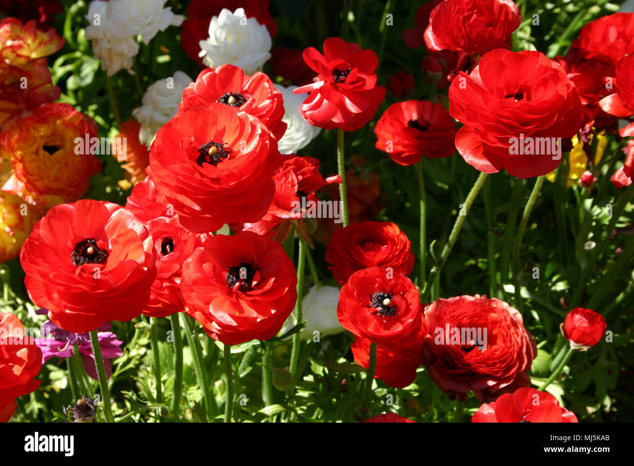 BEAUTIFUL RED RANUNCULUS FLOWERS IN FULL BLOOM Stock Photo - Alamy
