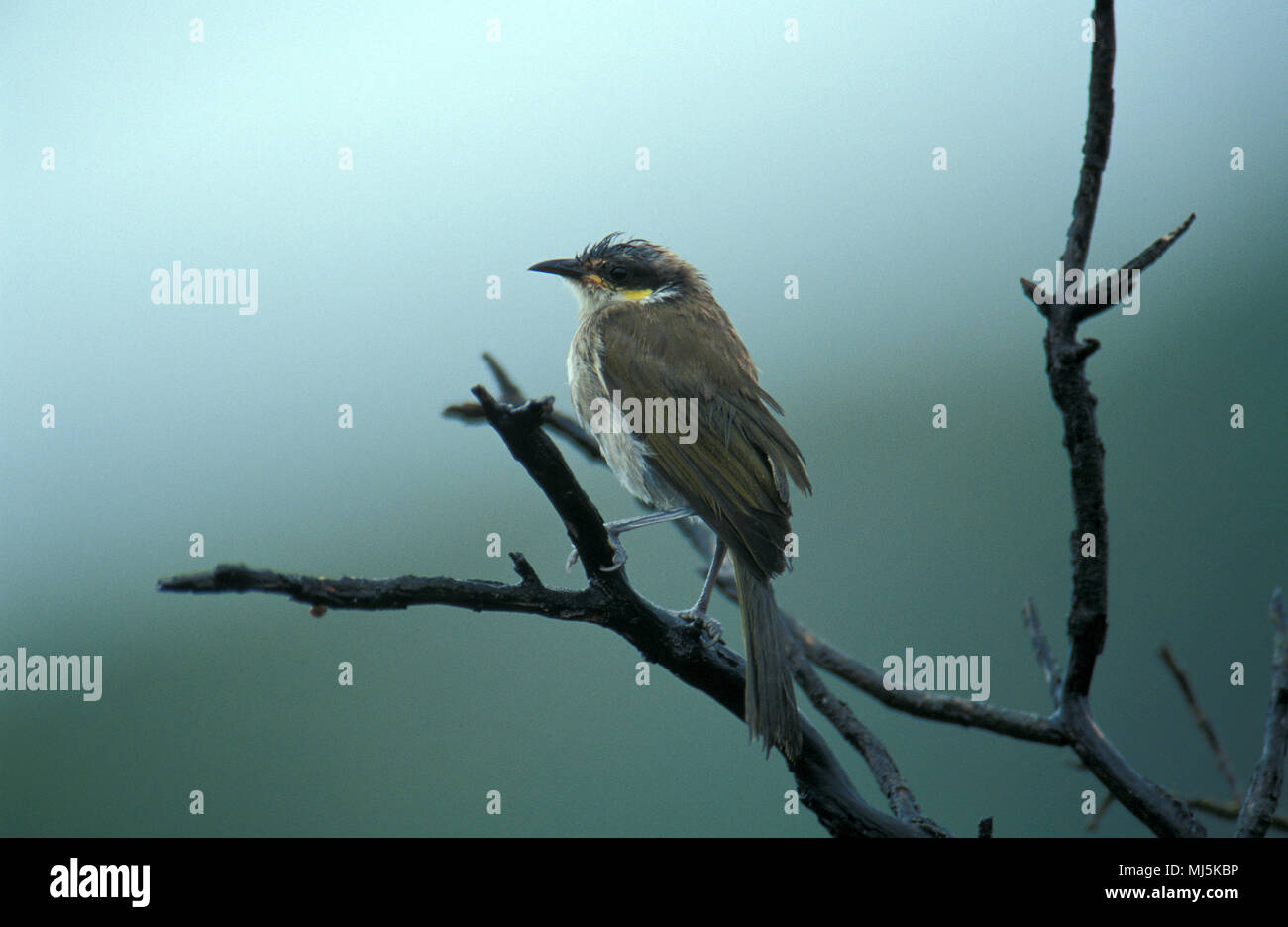 Horizontal bird birds hi-res stock photography and images - Alamy
