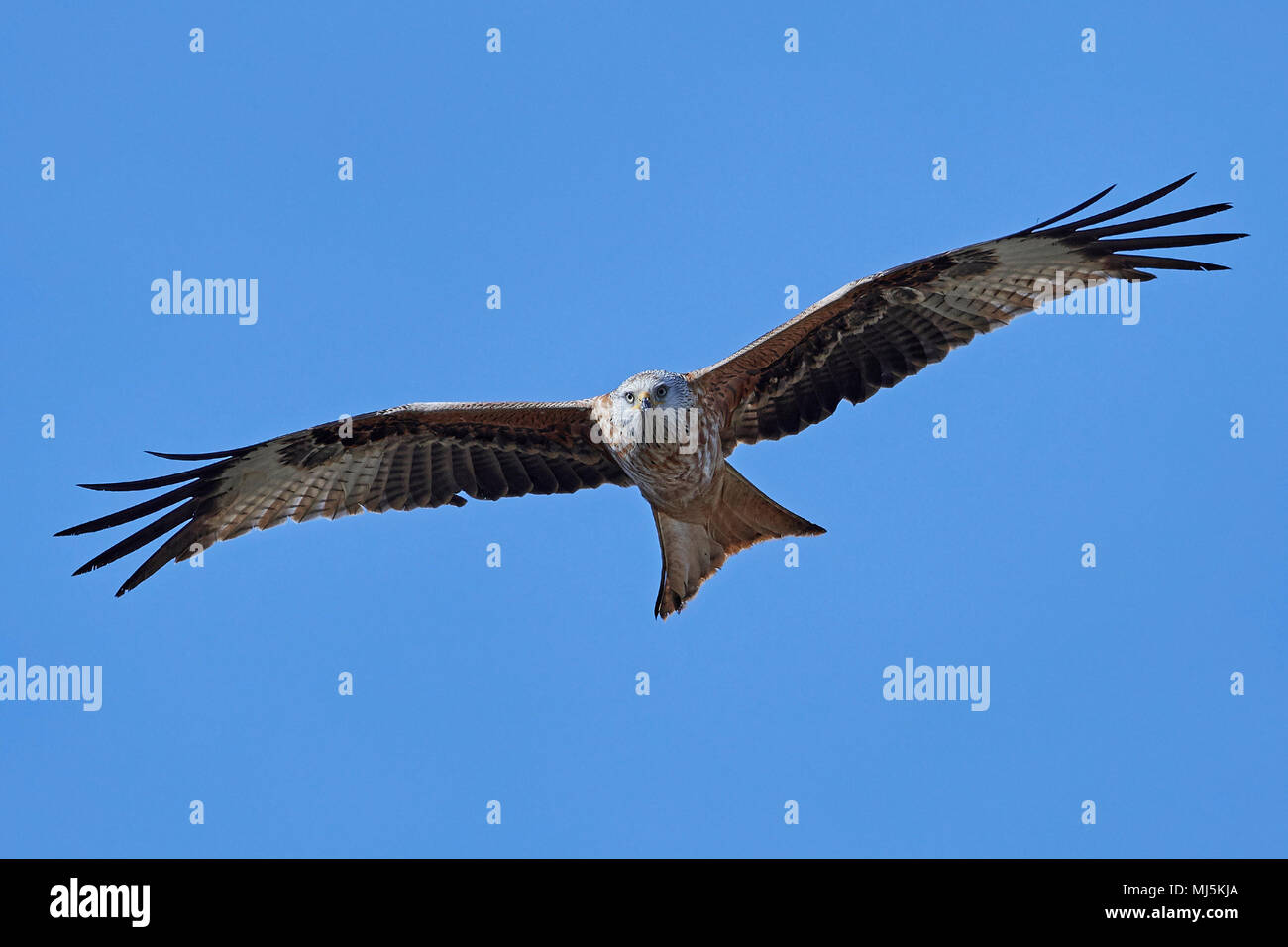Red kite in flight with blue skies in the background Stock Photo - Alamy
