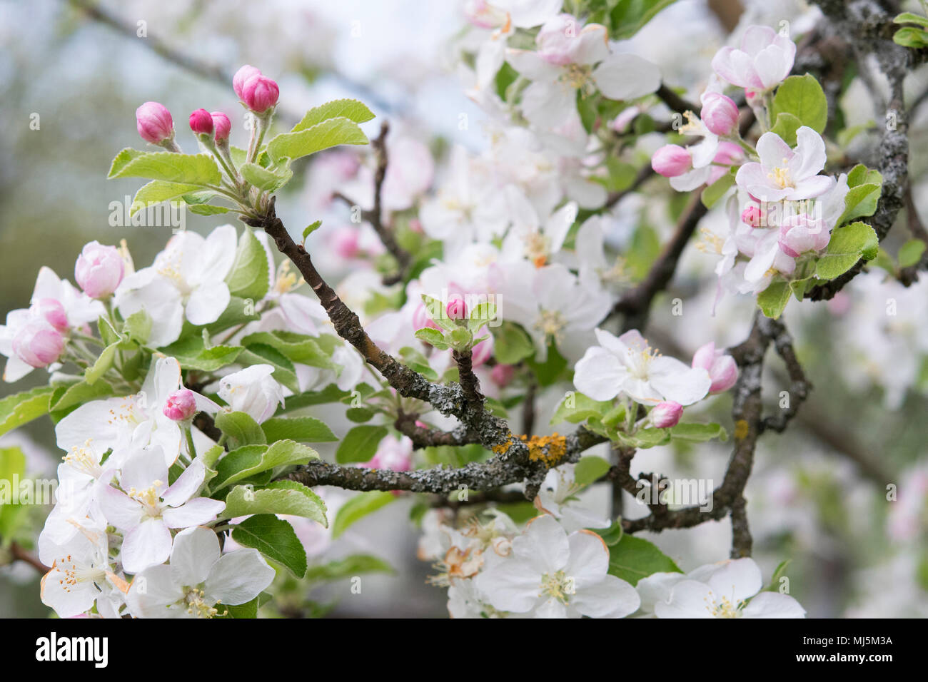 spring flowering of apple tree Stock Photo - Alamy