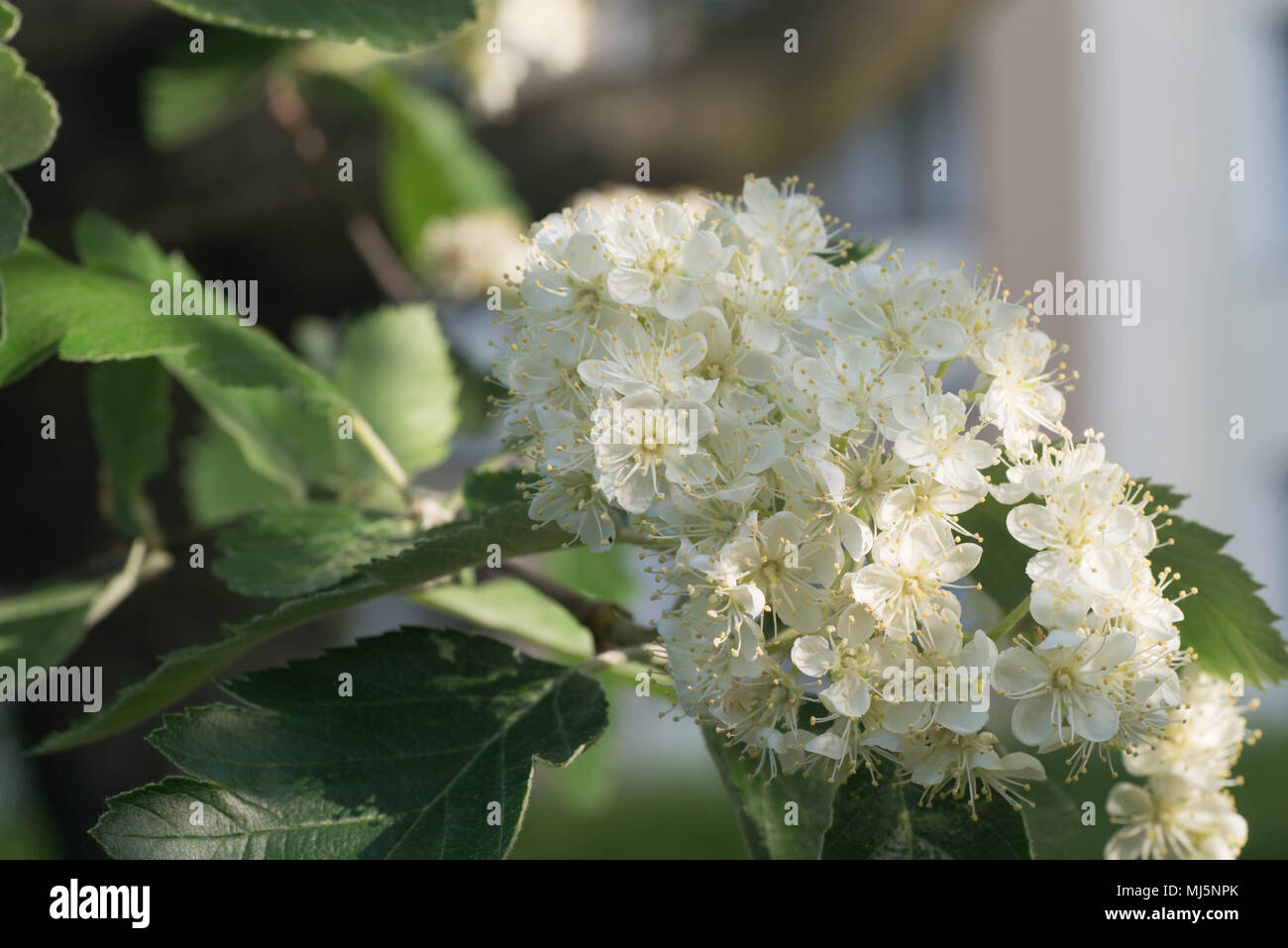 Sorbus tree hi-res stock photography and images - Alamy