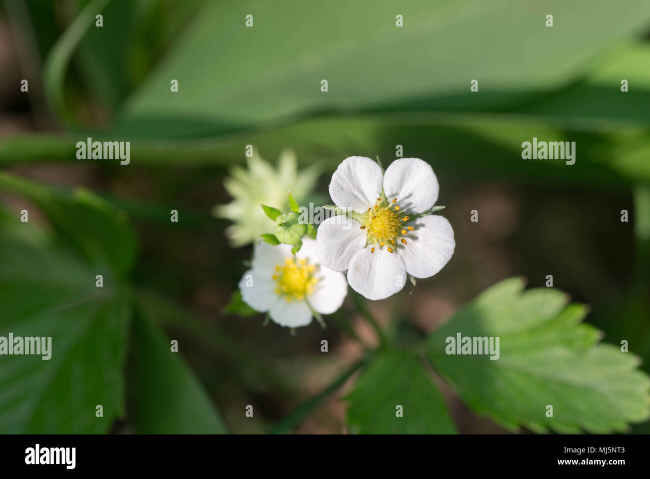 Strawberries small garden hi-res stock photography and images - Alamy