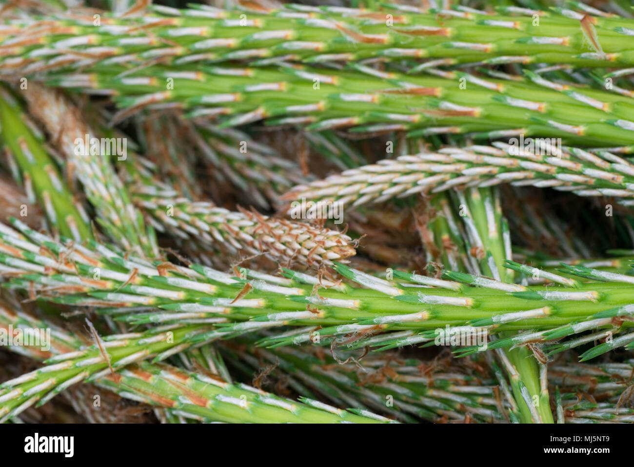 green spring young pine buds for syrup Stock Photo - Alamy