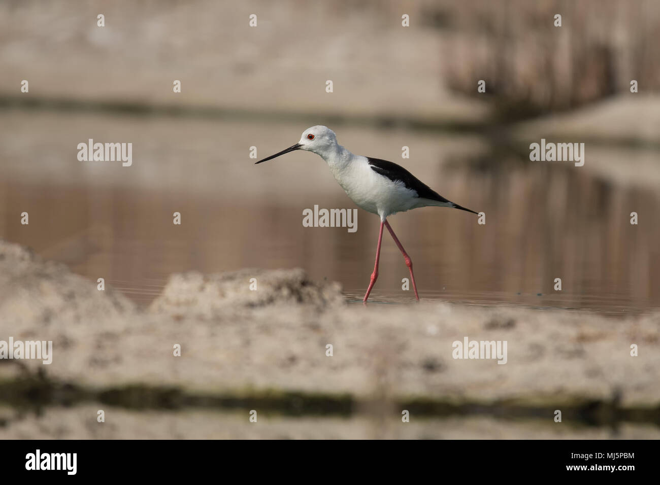 Black legged stilt hi-res stock photography and images - Alamy