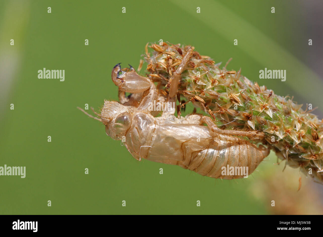 empty cicada shell or casing close up from moulted cicada insect on ...