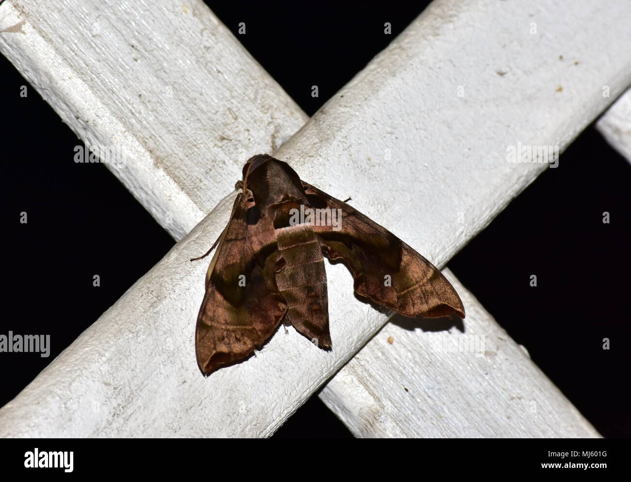 Moth australia hi-res stock photography and images - Alamy
