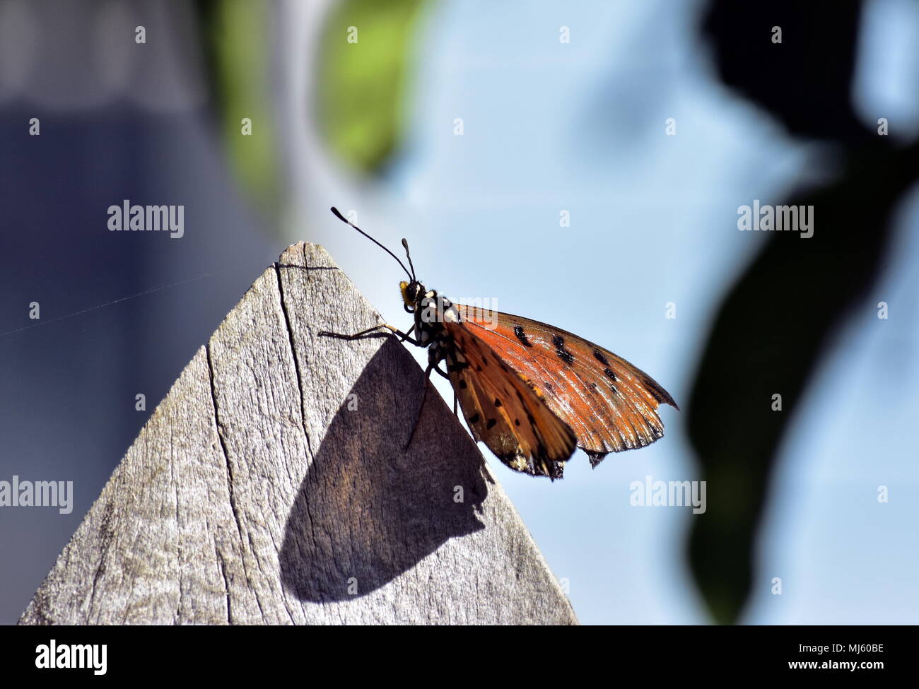 Silhouette butterfly butterfly close hi-res stock photography and ...