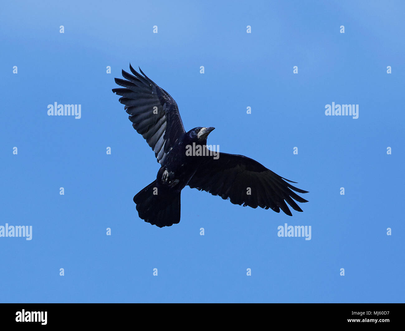 Rook in flight with blue skies in the background Stock Photo - Alamy