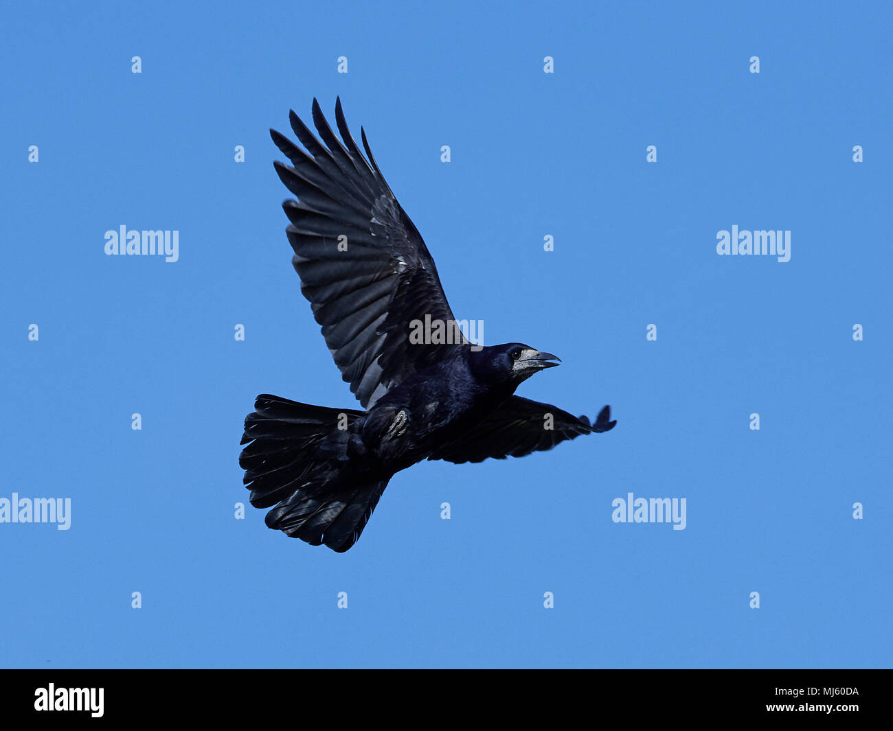 Rook in flight with blue skies in the background Stock Photo - Alamy
