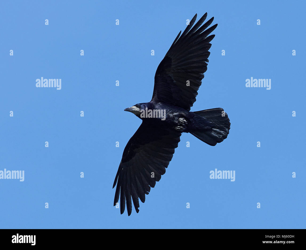 Rook in flight with blue skies in the background Stock Photo - Alamy