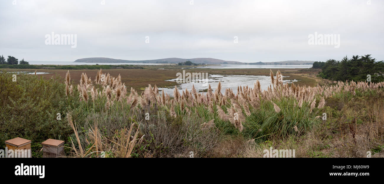 Bee hives at marsh of Bodega Bay, California at dusk Stock Photo - Alamy