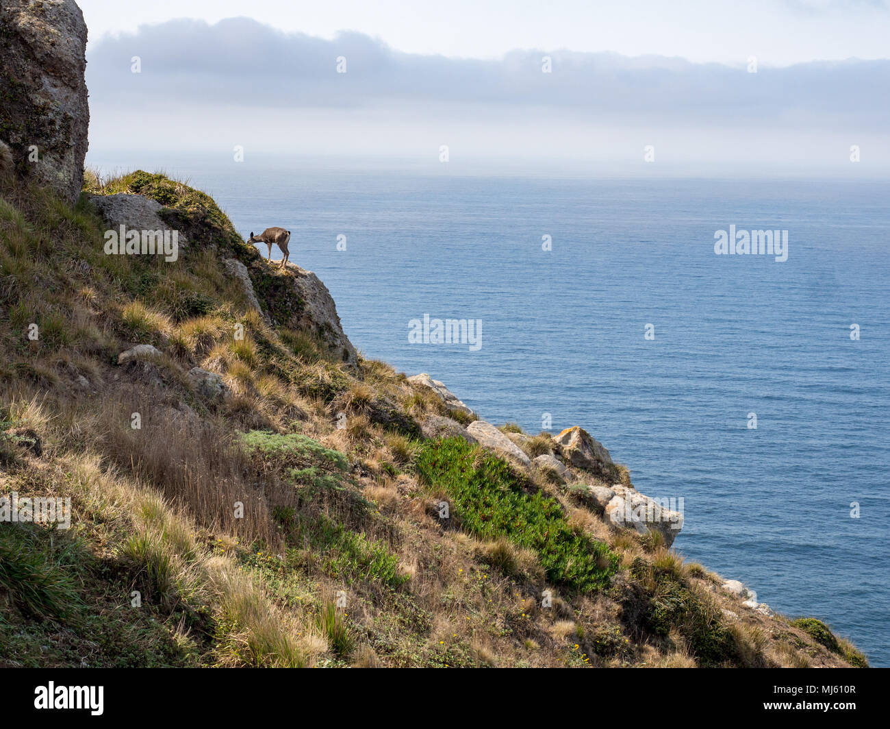 Deer grazing along rocky cliff over ocean at Point Reyes lighthouse ...