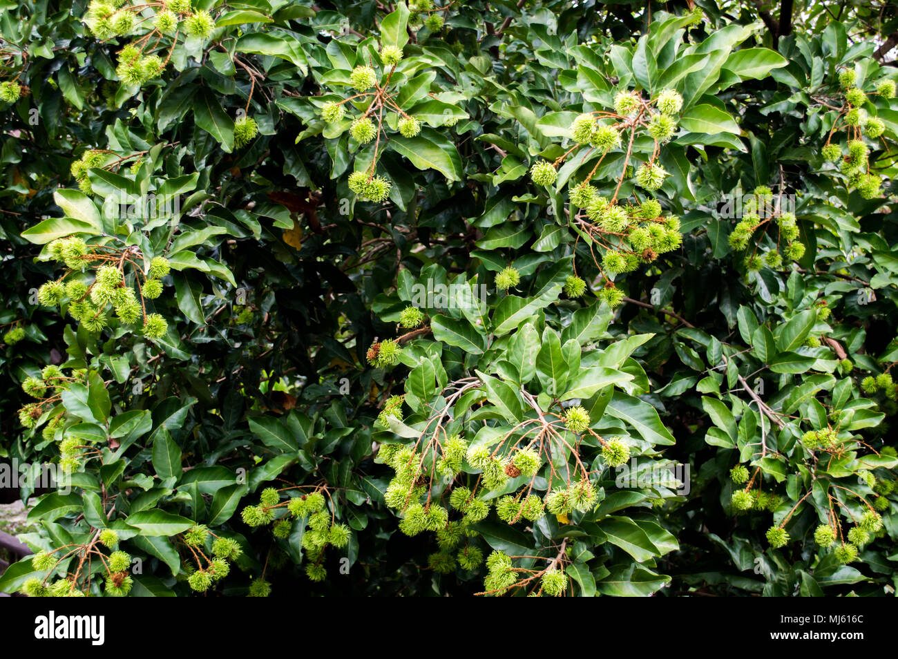 Green rambutan on tree Stock Photo - Alamy