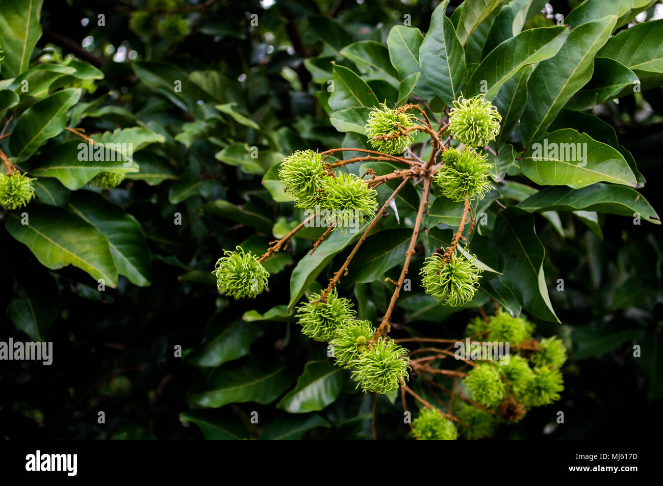 Green rambutan on tree Stock Photo - Alamy