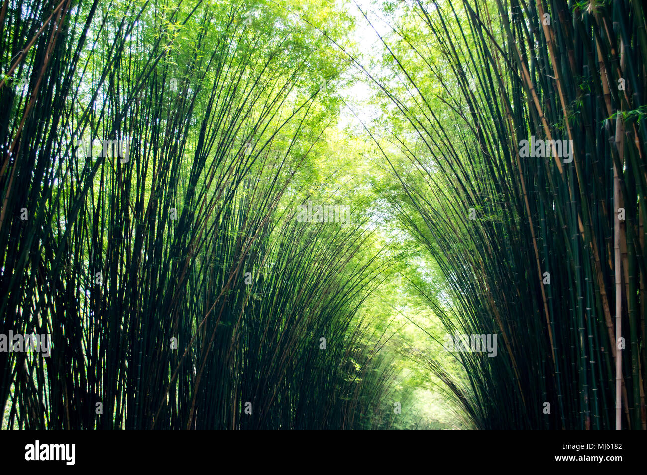 Bambusoideae bamboo forest Stock Photo - Alamy