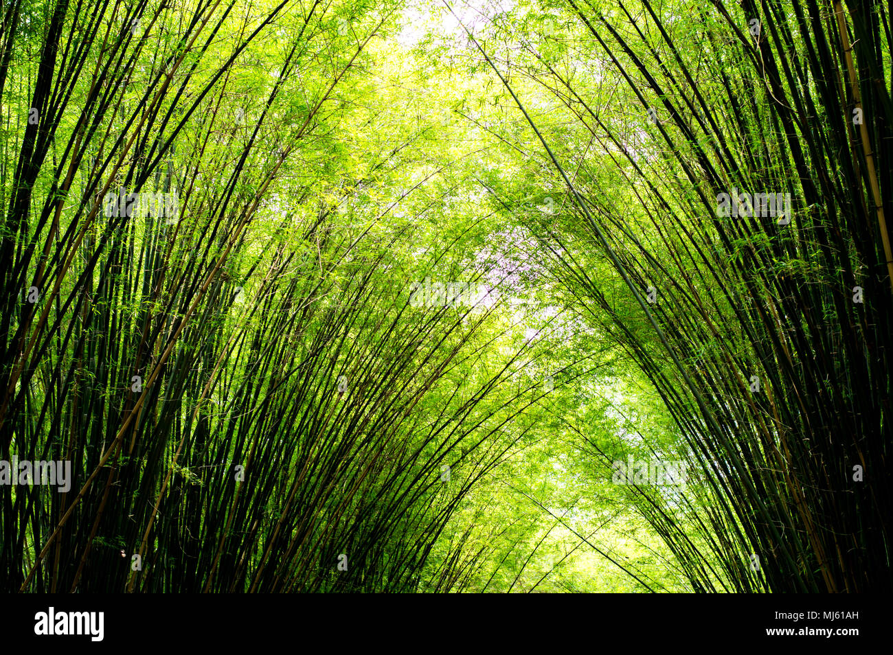Bambusoideae bamboo forest Stock Photo - Alamy