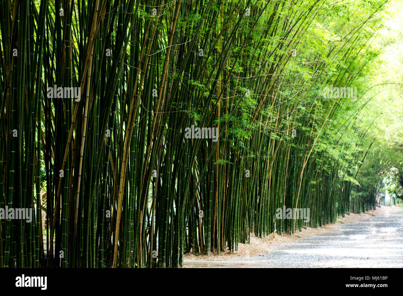 Bambusoideae bamboo forest Stock Photo - Alamy