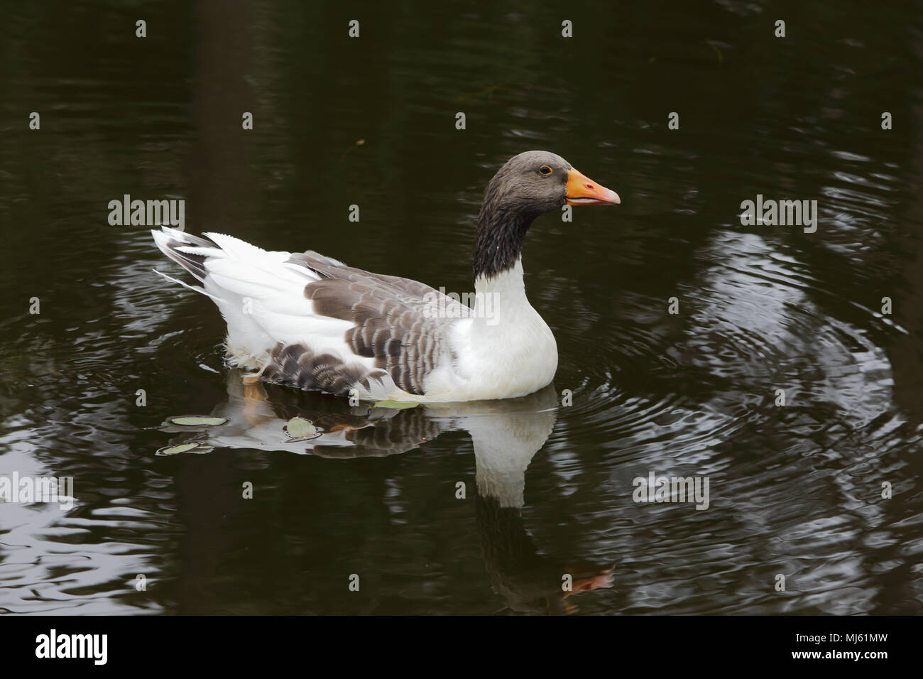 Domestic goose of the species Greylag goose (Anser anser )provincial ...