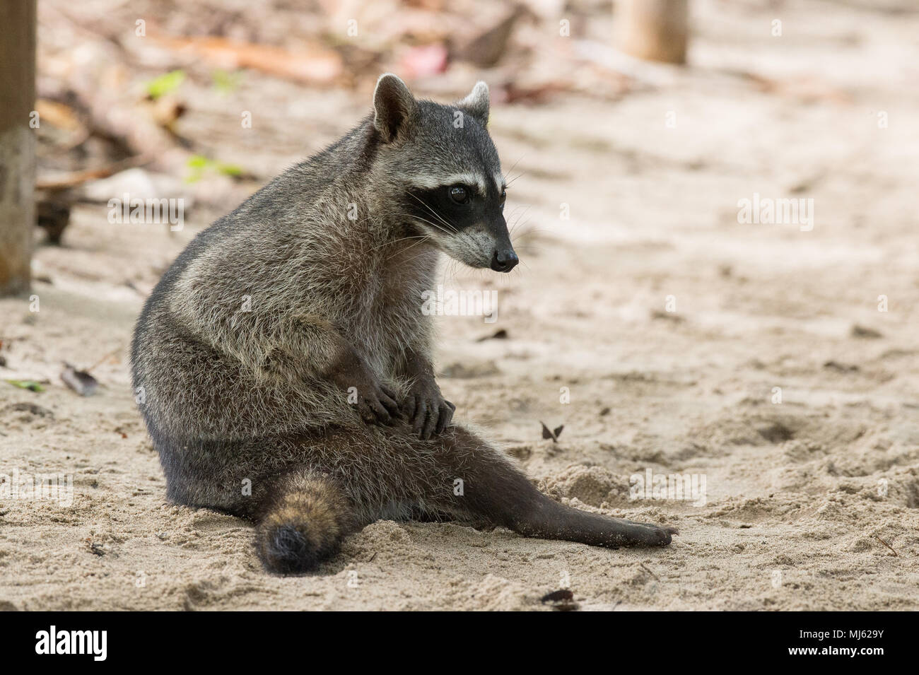 Northen Raccoon, Procyon lotor, Procyonidae, Manuel Antonio National ...