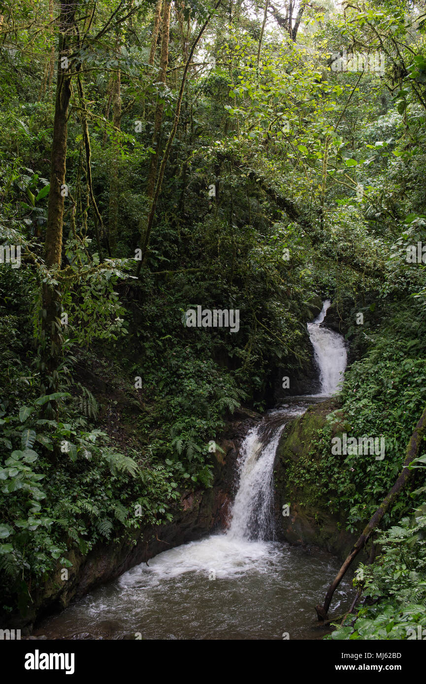 A waterfall in Monteverde Cloud Forest Reserve, Costa Rica ...